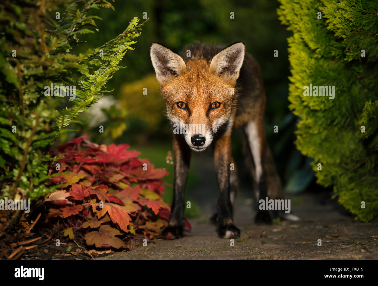 Red fox eye contact Stock Photo - Alamy