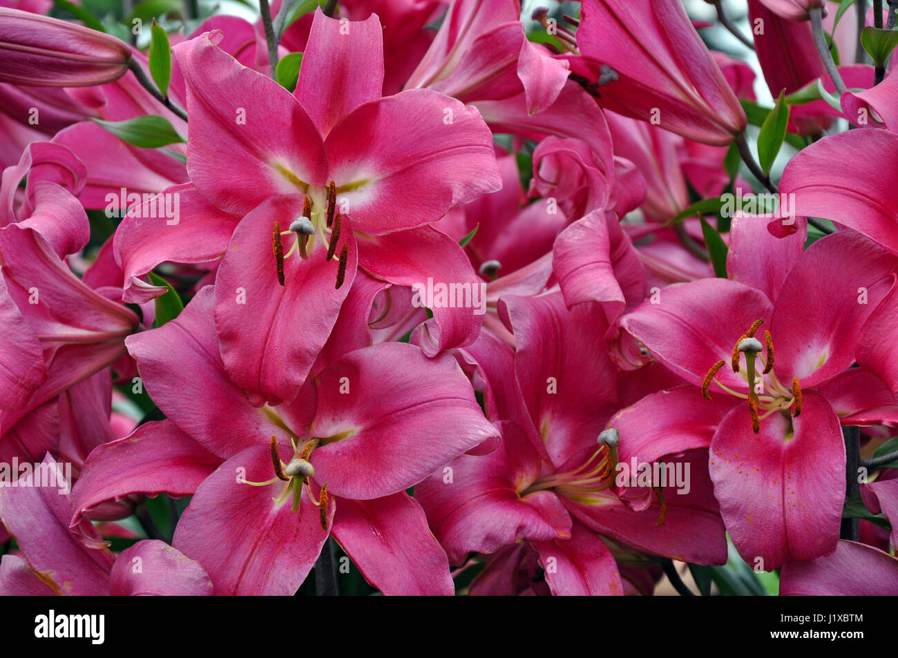 Beautiful pink stargazer lilies in full bloom Stock Photo - Alamy