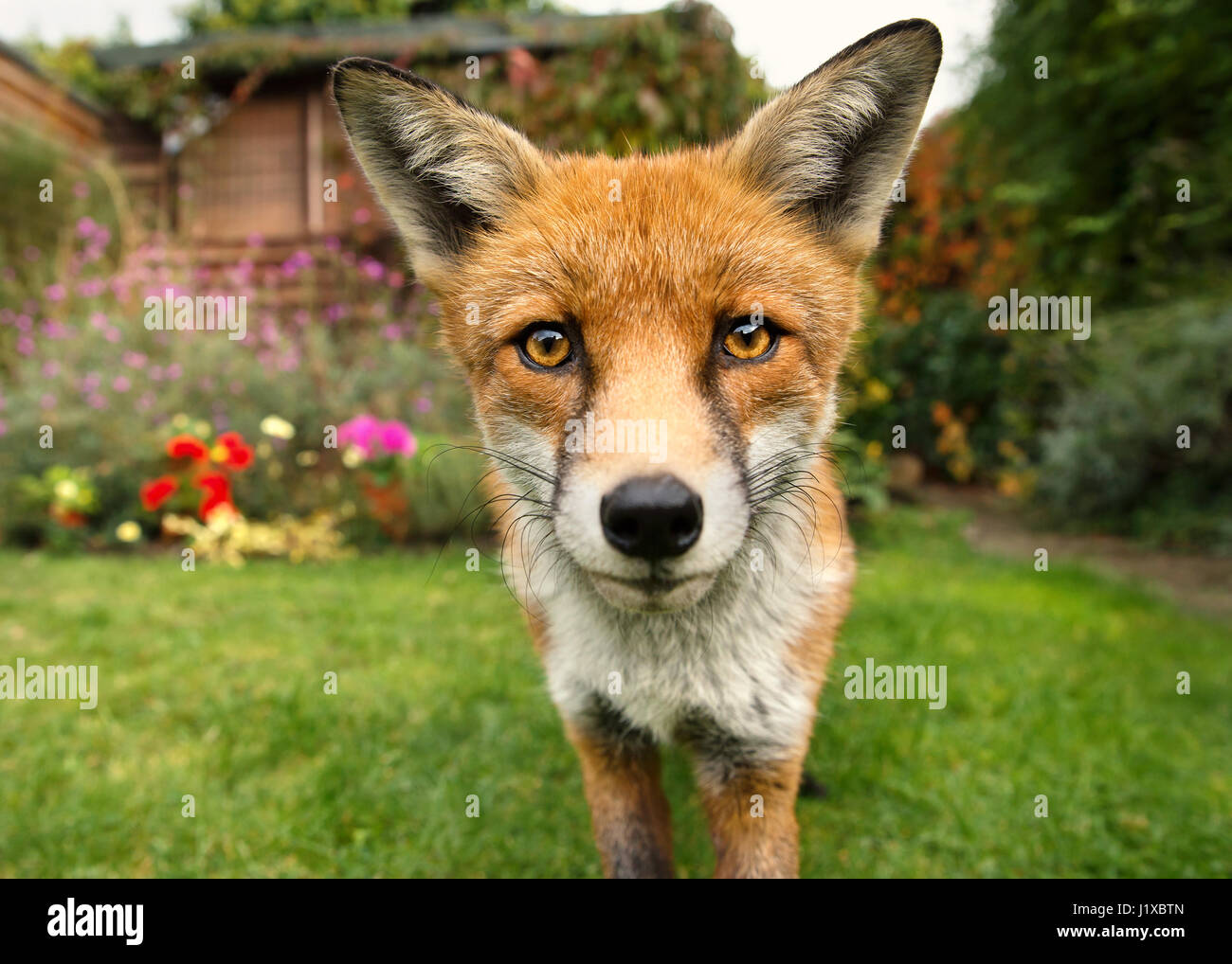 Portrait of red fox Stock Photo - Alamy