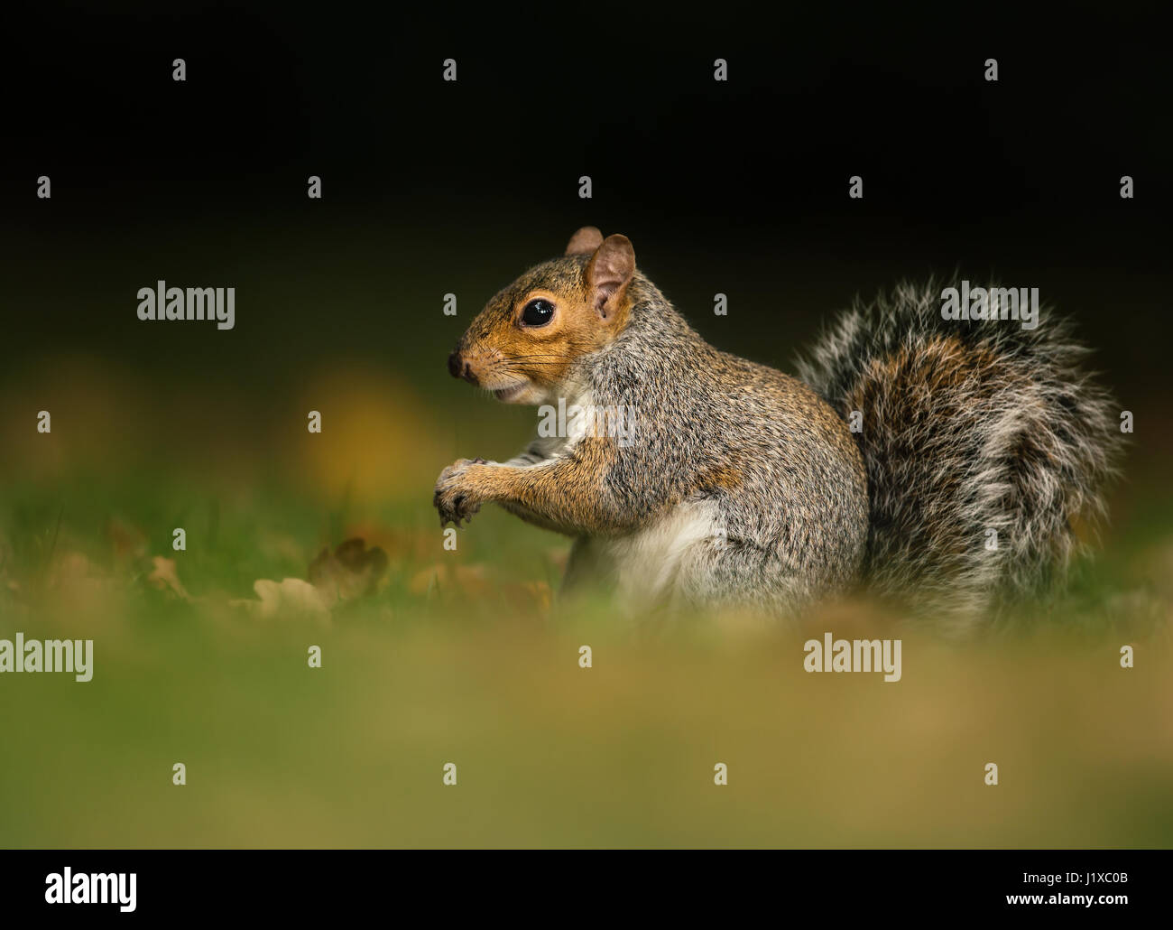 Grey squirrel in the meadow with a bushy tail up Stock Photo - Alamy