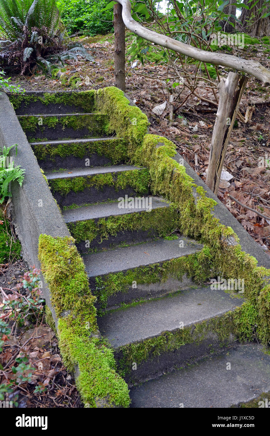 Moss covered stairs in pacific northwest rainforest Stock Photo - Alamy