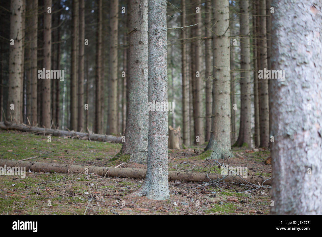 Spruce tree trunks hi-res stock photography and images - Alamy