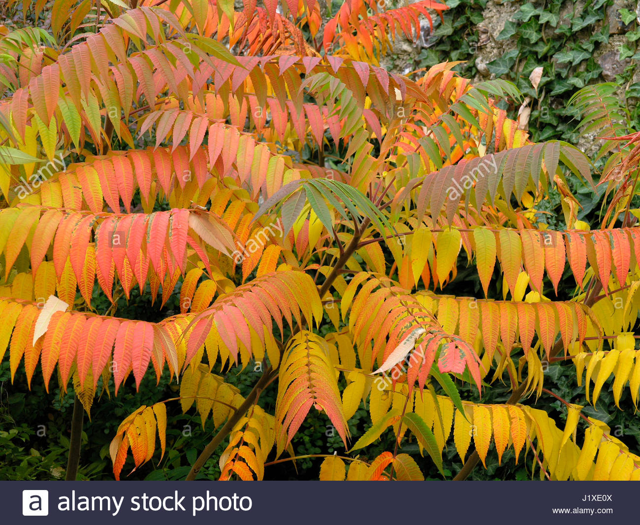 Stags Horn Sumach Rhus Typhina Stock Photos & Stags Horn Sumach Rhus ...