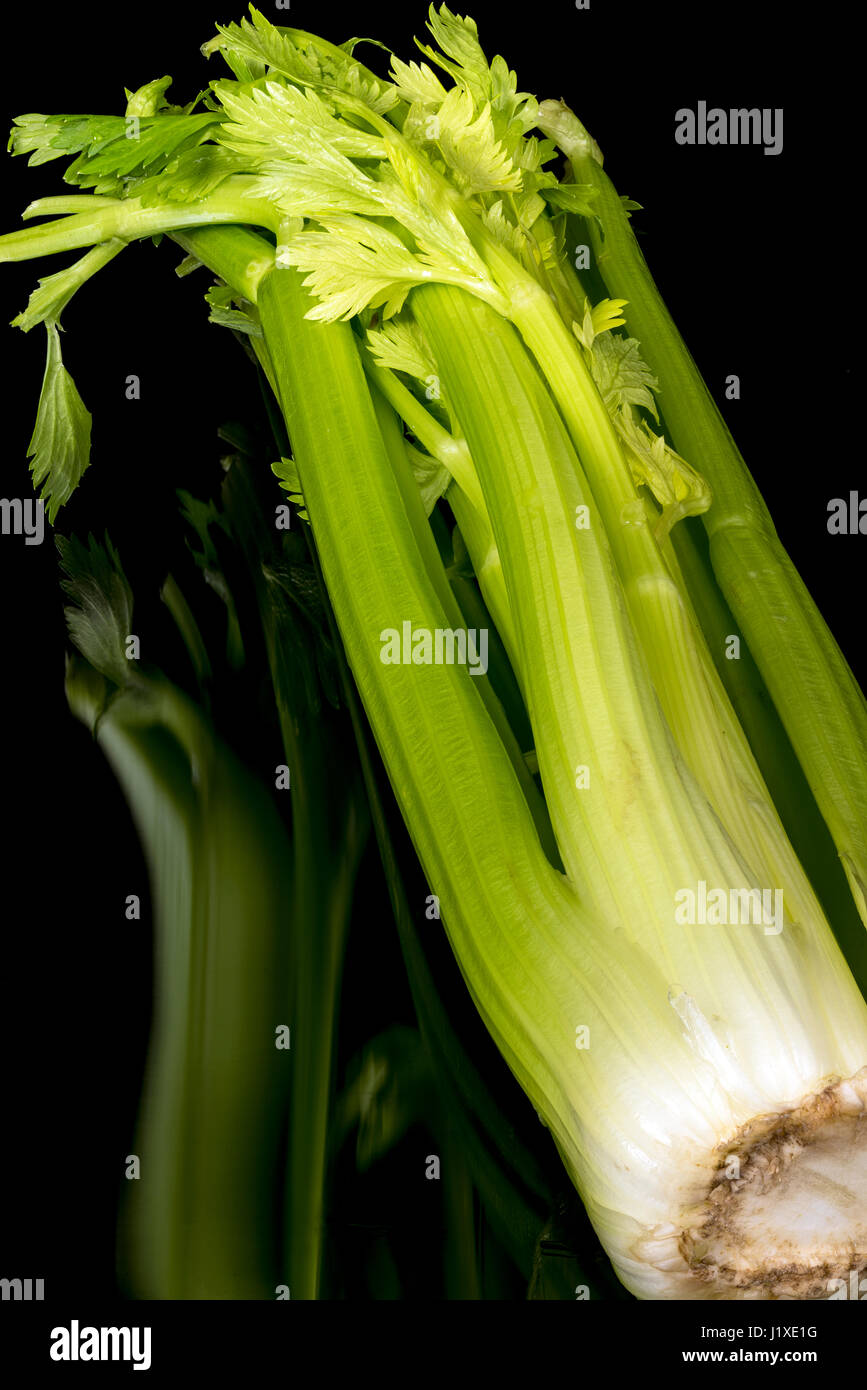 Farm fresh celery stalks on a reflective surface Stock Photo - Alamy