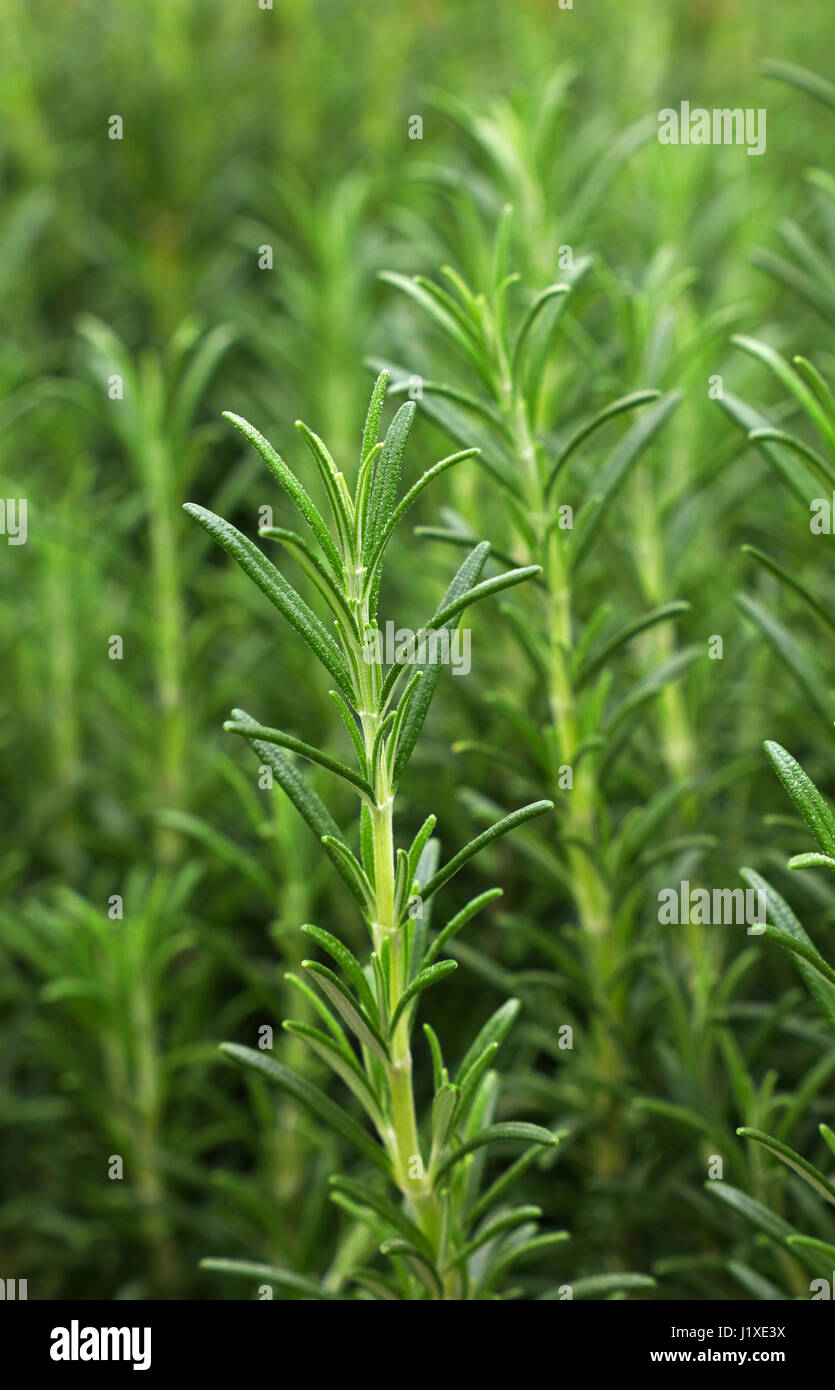 Green fresh rosemary spicy herb (Rosmarinus officinalis) sprouts ...