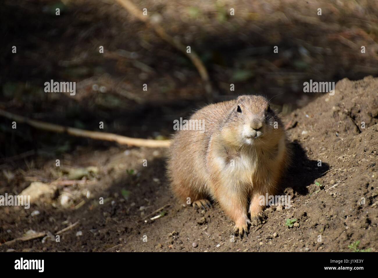 Black-tailed prairie dog Stock Photo - Alamy