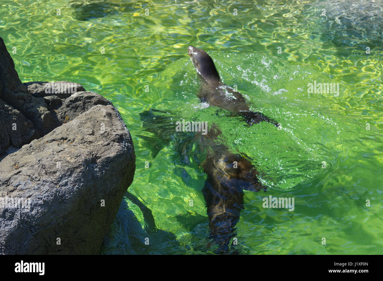 North carolina zoo hi-res stock photography and images - Alamy