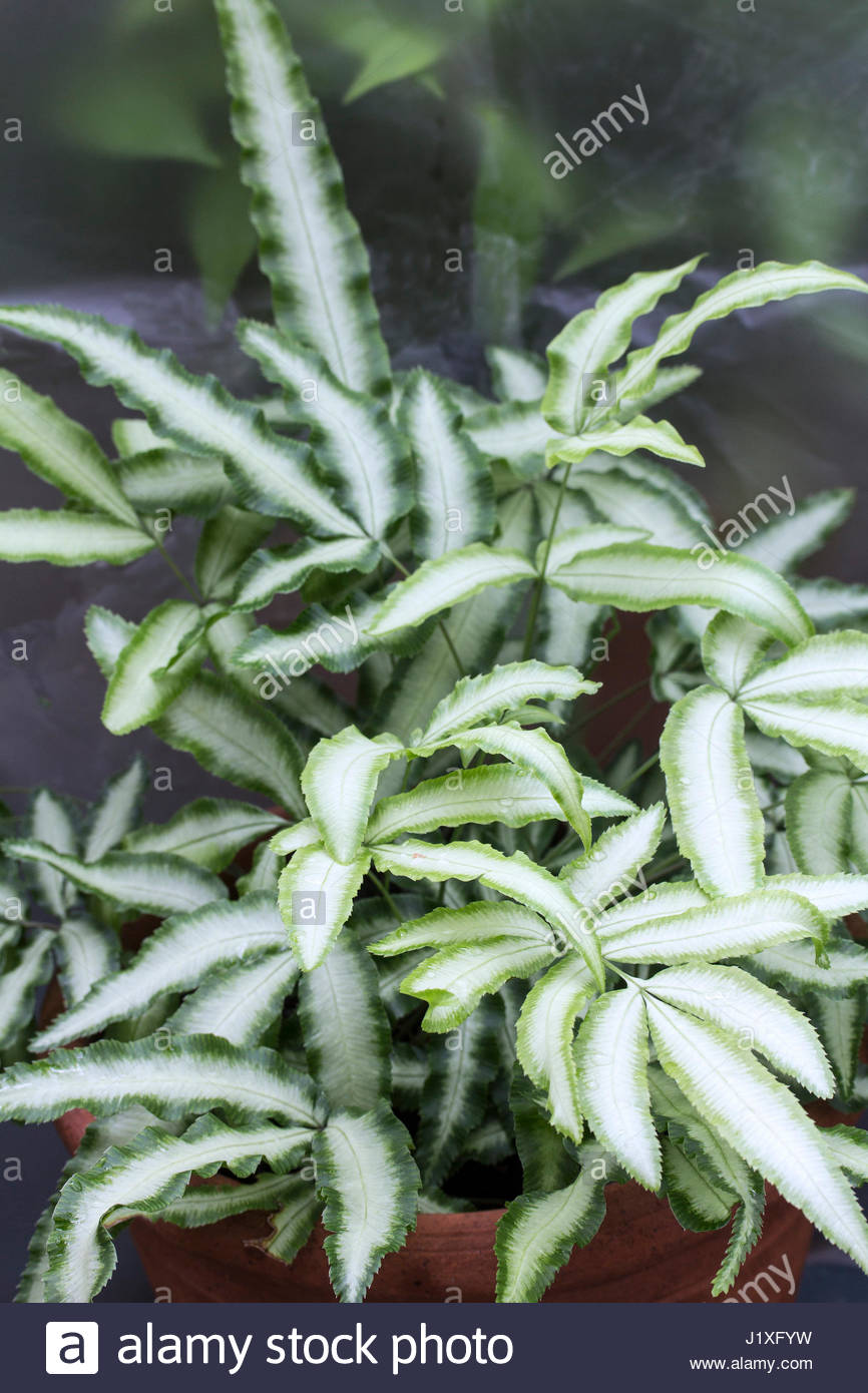 Pteris Stock Photos & Pteris Stock Images - Alamy