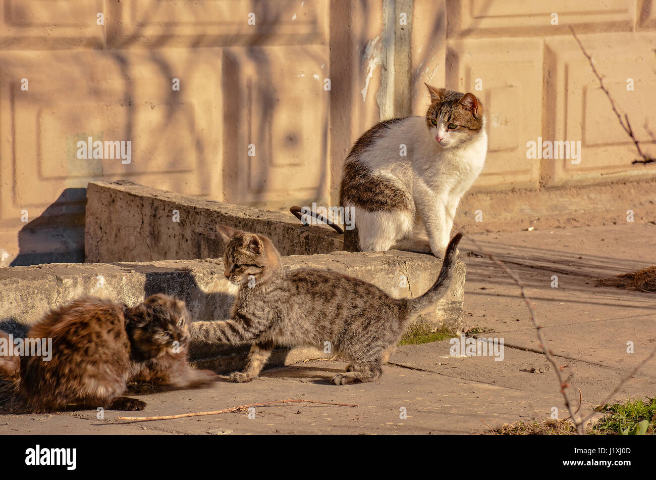 Cats living on the street near the building Stock Photo - Alamy