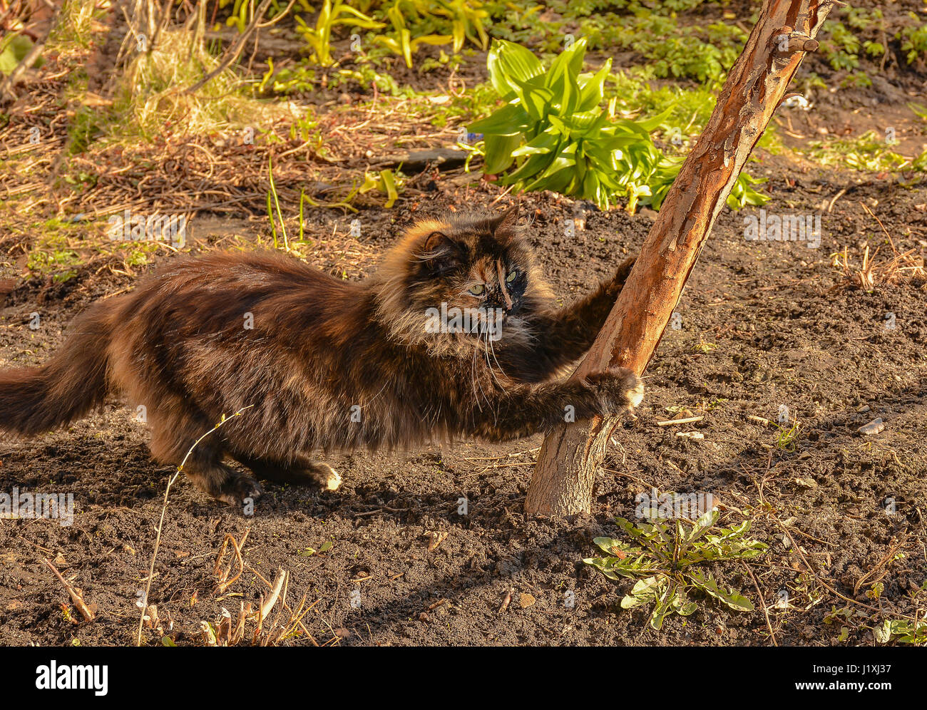 Cats living on the street near the building Stock Photo - Alamy
