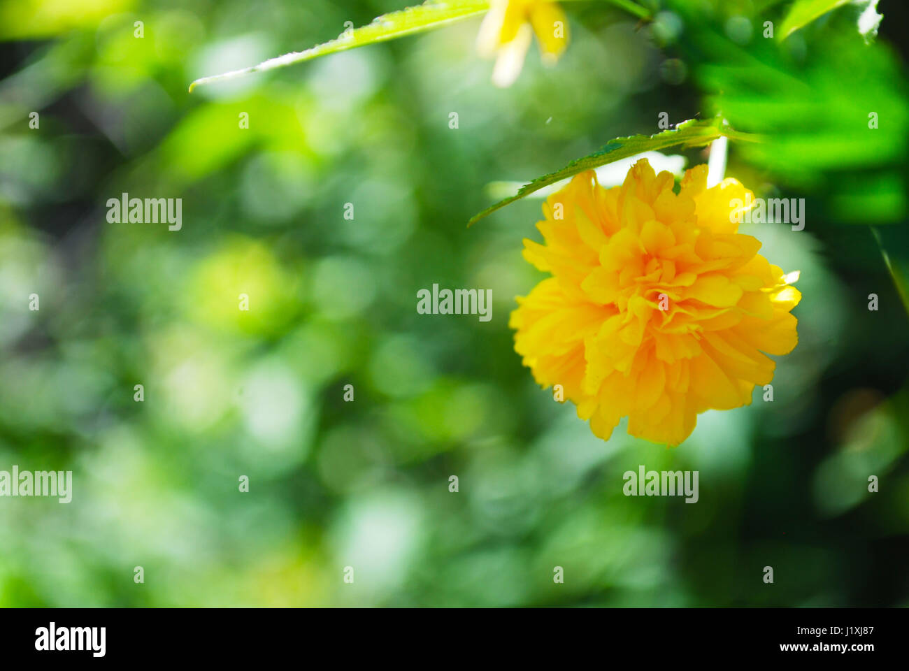 Yellow kerria japonica japanese hi-res stock photography and images - Alamy