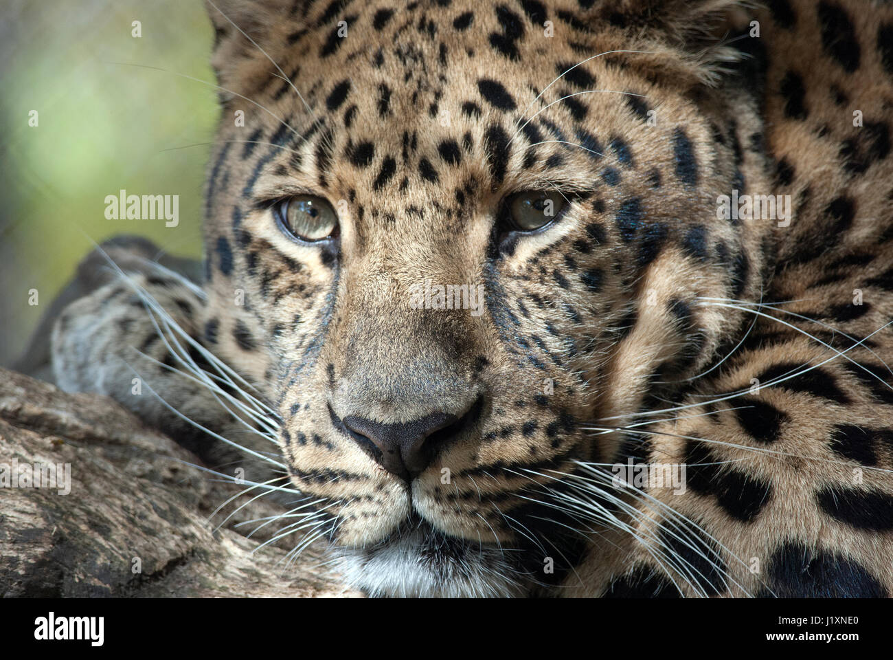 Panthera uncia head hi-res stock photography and images - Alamy