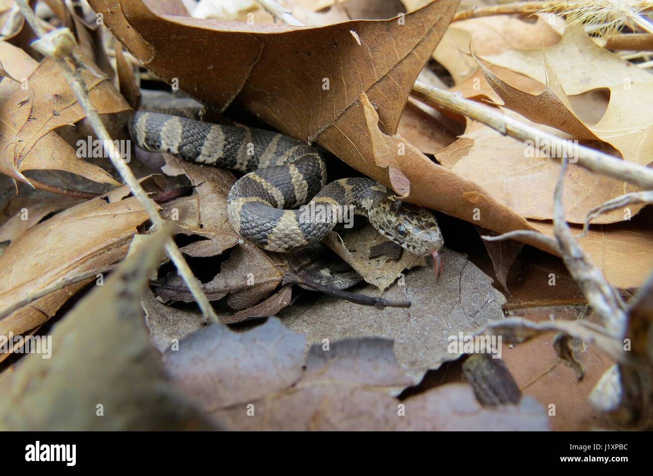 A Northern Water Snake hides under dried leaves at Port Louisa National ...