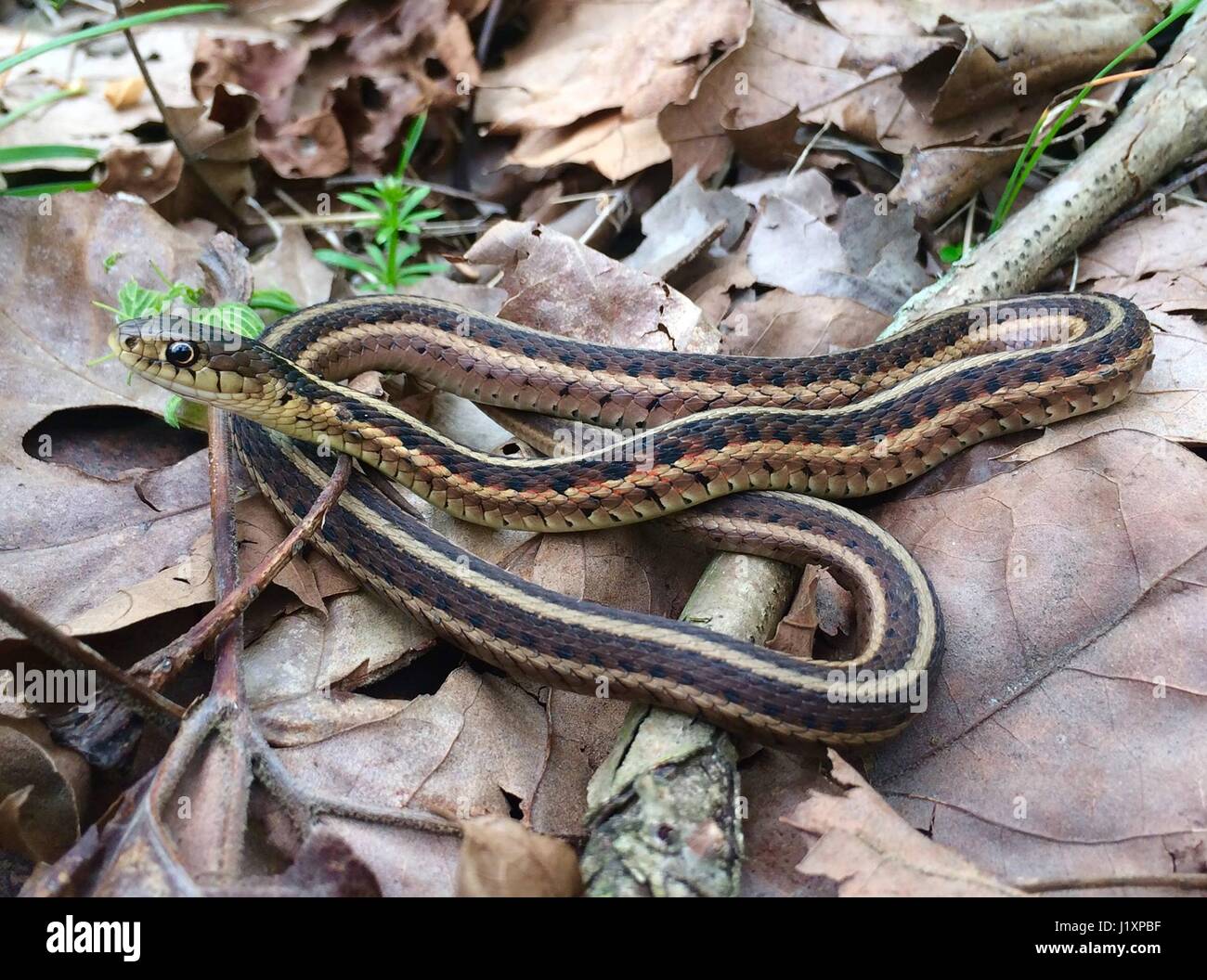 A Common Garter Snake on dried leaves at Port Louisa National Wildlife ...