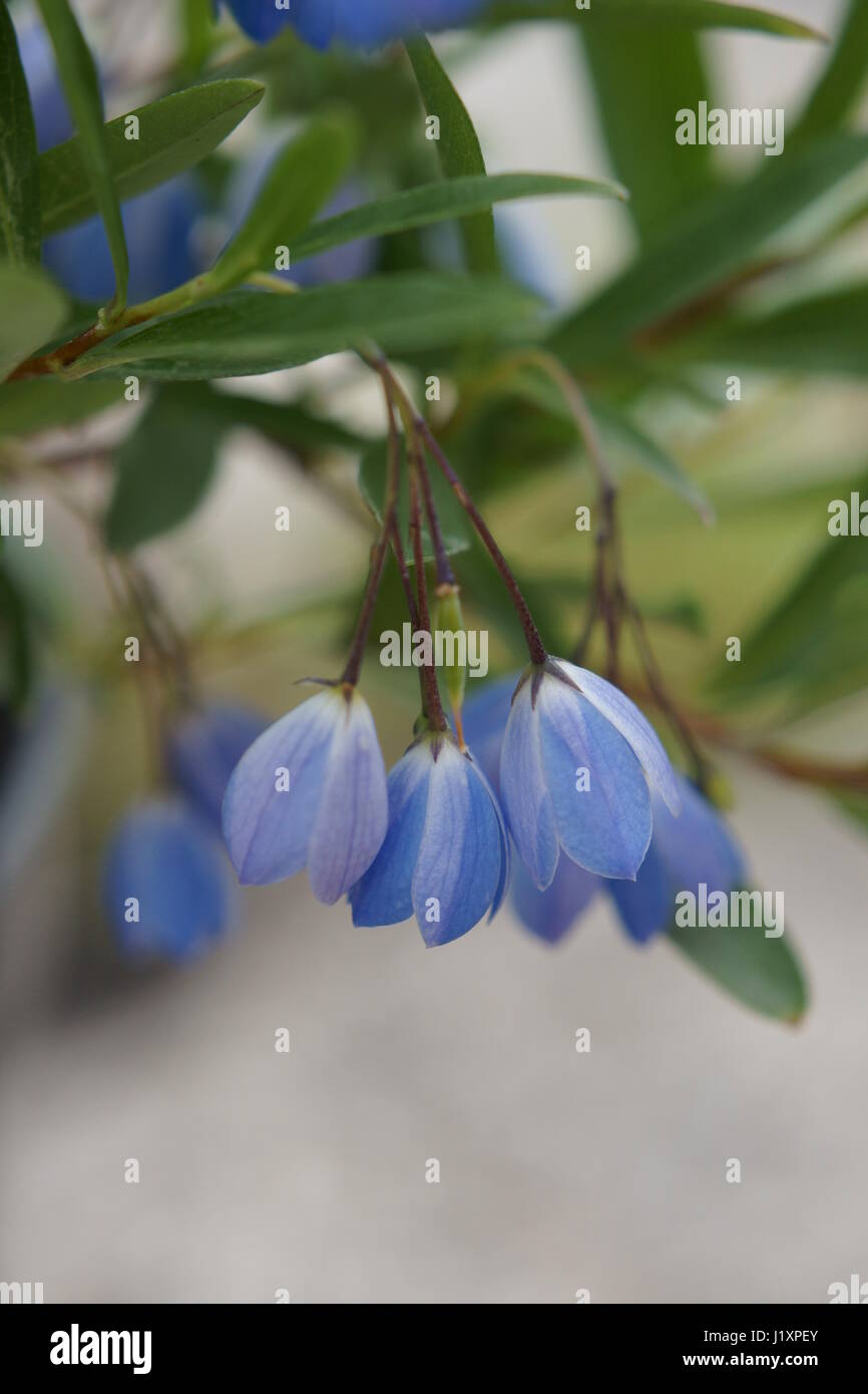 Australian bluebell creeper hi-res stock photography and images - Alamy