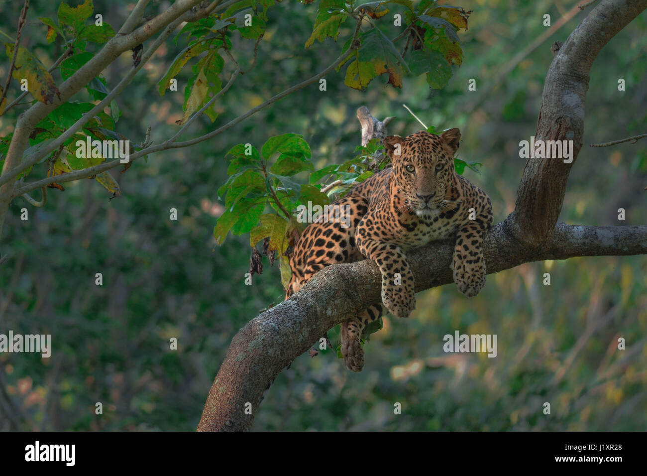 Leopard on a tree Stock Photo - Alamy