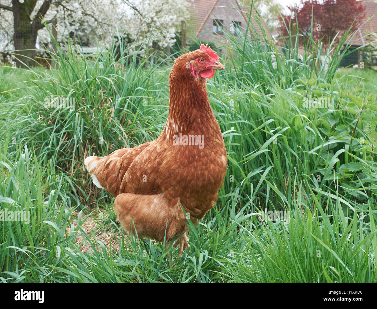 Red chicken proudly walking in its natural environment Stock Photo - Alamy