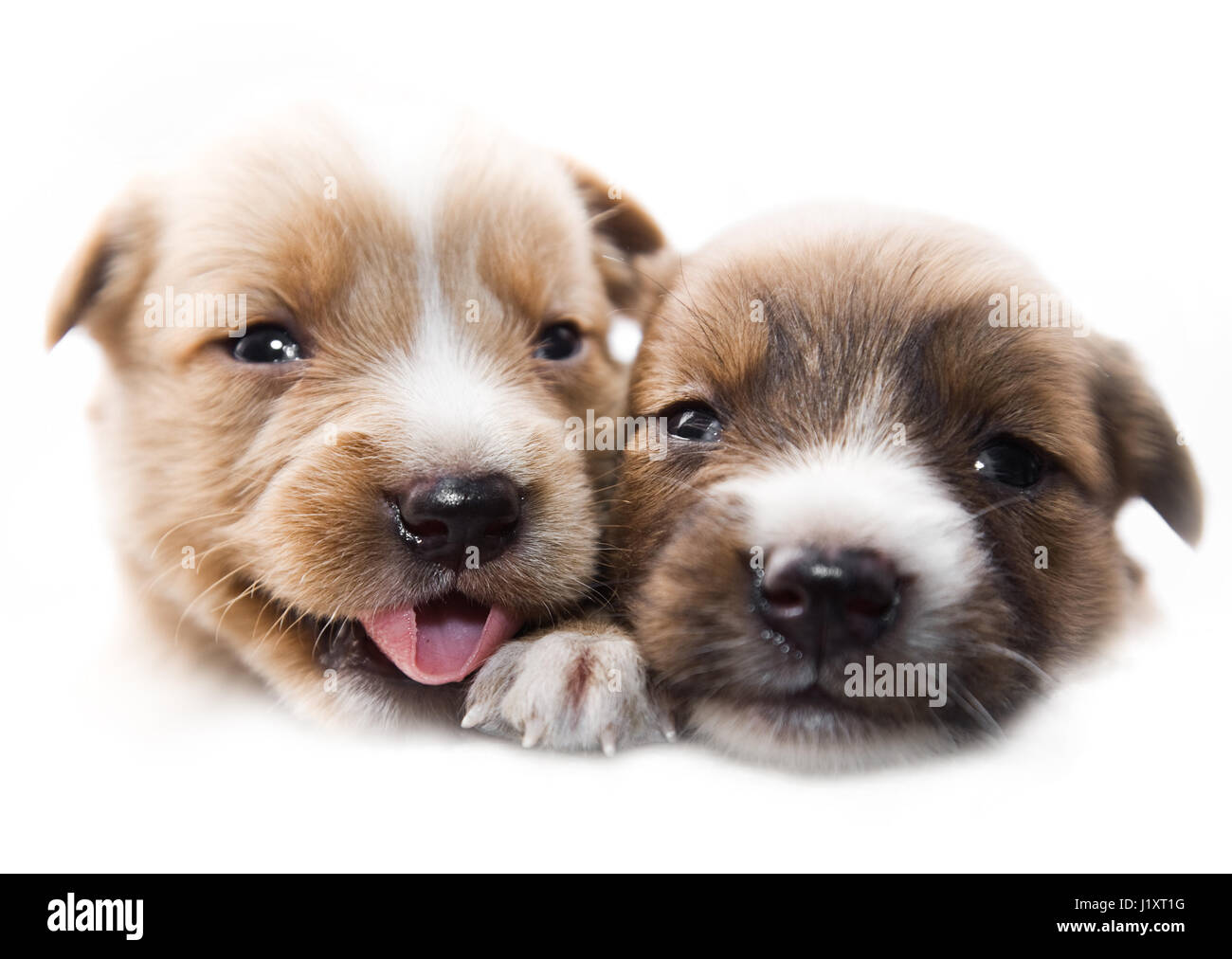 A shot of two cute puppies Stock Photo - Alamy