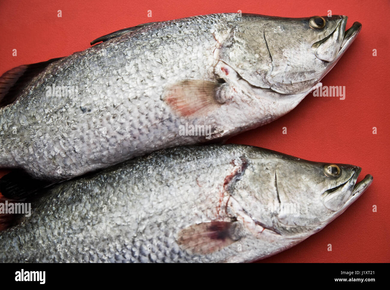 A shot of two dead fish on a red background Stock Photo - Alamy