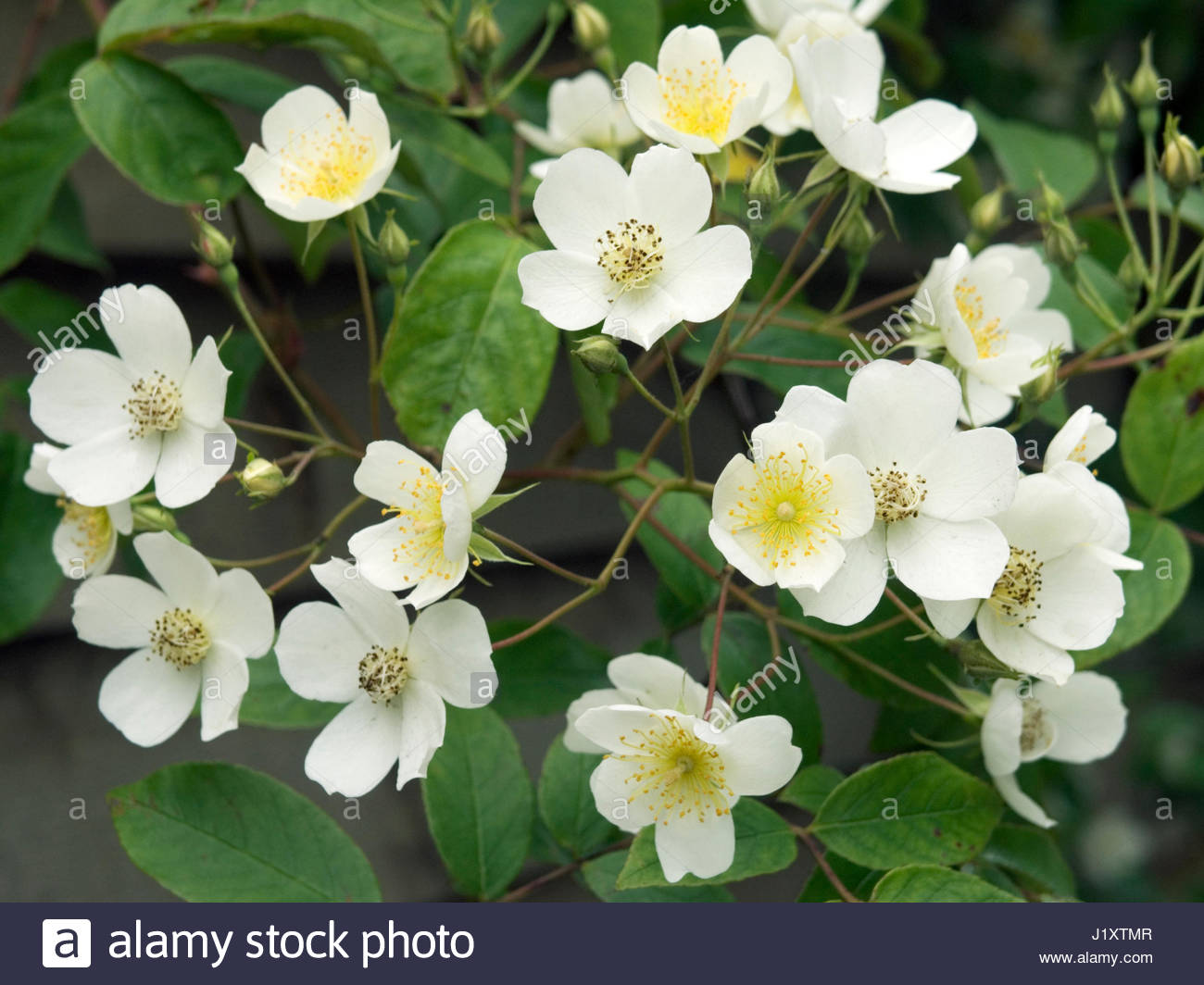 Kiftsgate Rose Stock Photos & Kiftsgate Rose Stock Images - Alamy