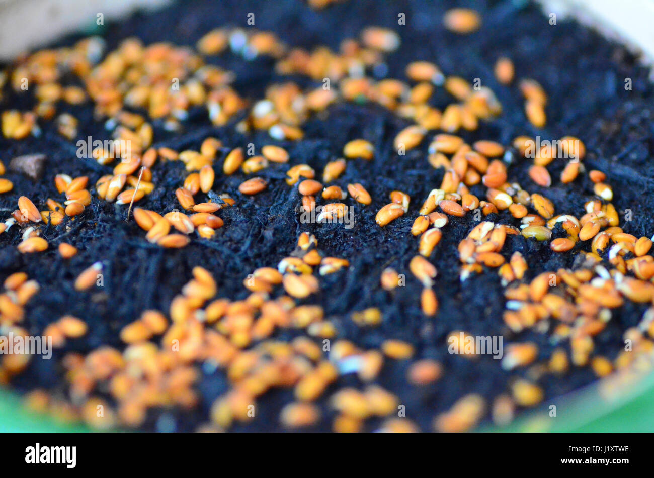 Sow seeds greenhouse hi-res stock photography and images - Alamy