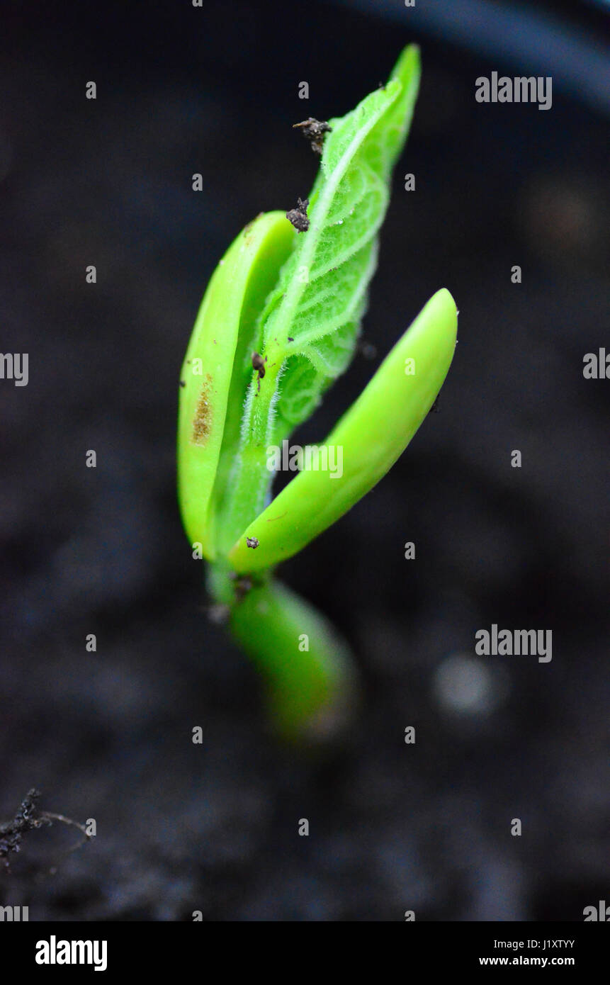 Bean seed germinating hi-res stock photography and images - Alamy