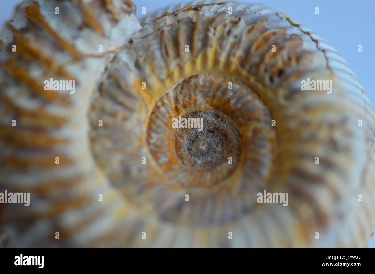 Fossil ammonite bed hi-res stock photography and images - Alamy