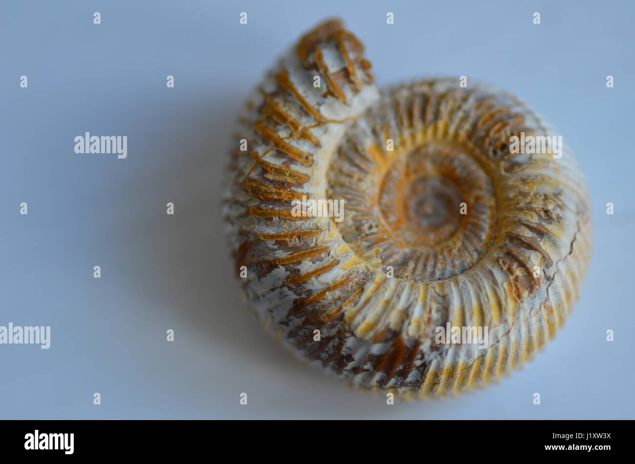 Amonite history hi-res stock photography and images - Alamy