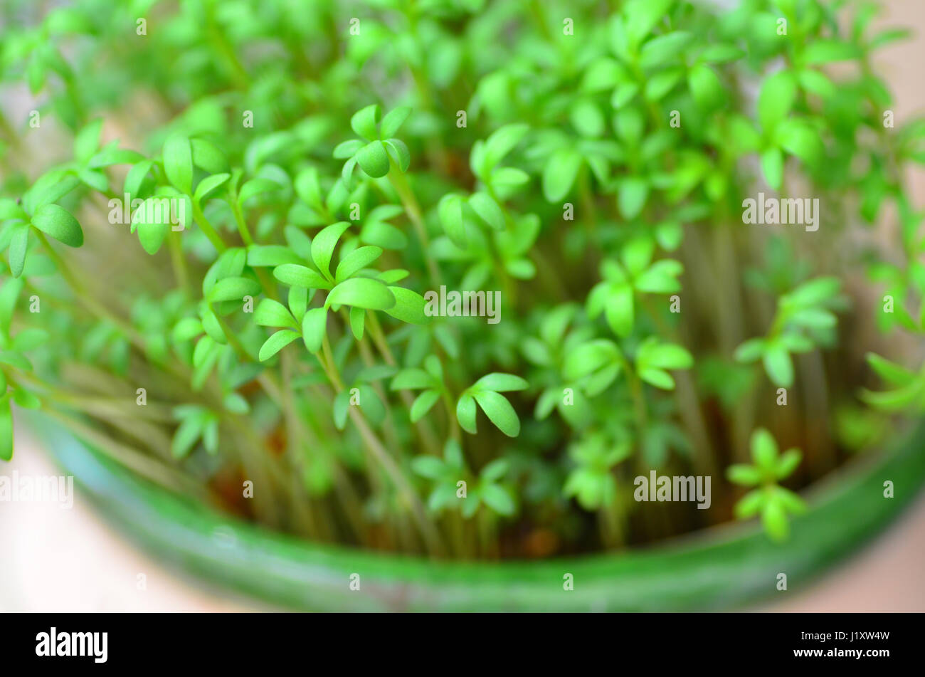 Cress growing hi-res stock photography and images - Alamy