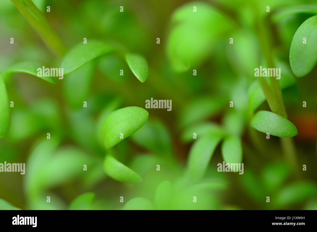 Cress Growing High Resolution Stock Photography and Images - Alamy