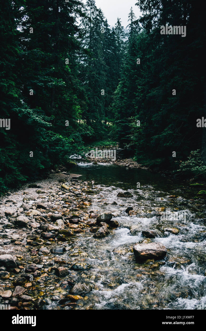Wild mountain river with rocks in a dark forest Stock Photo - Alamy