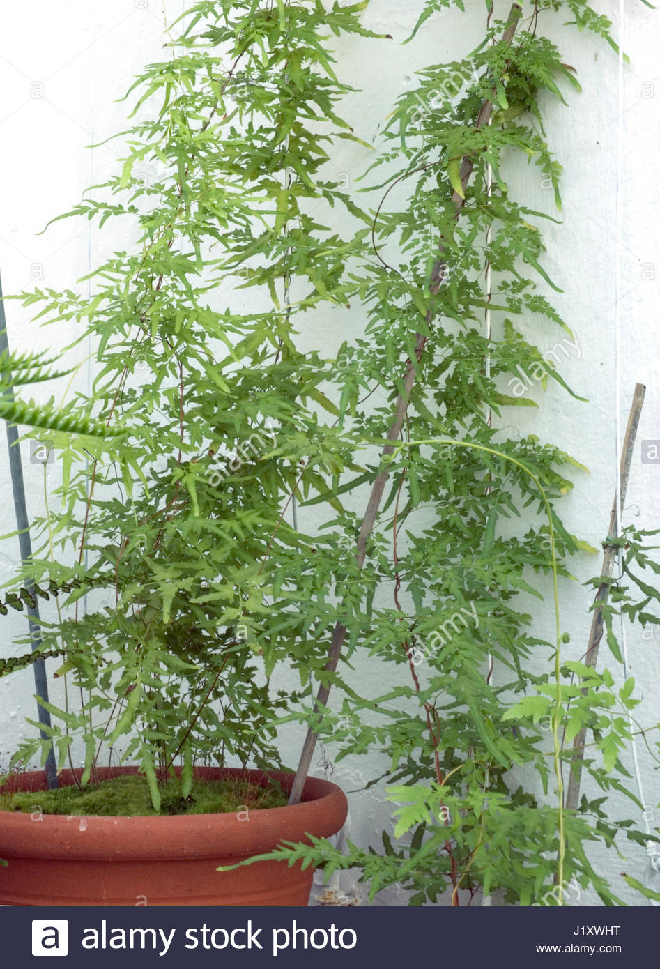 Lygodium Stock Photos & Lygodium Stock Images - Alamy