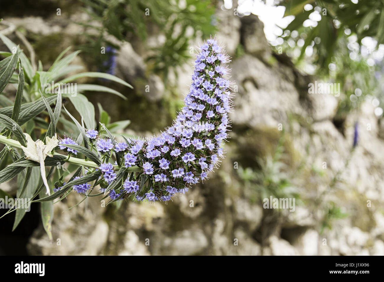 Long blue flower, detail of a flower with good smell Stock Photo - Alamy