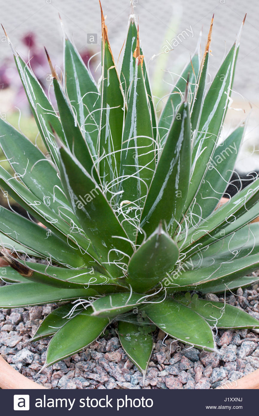 Agave Filifera Stock Photos & Agave Filifera Stock Images - Alamy