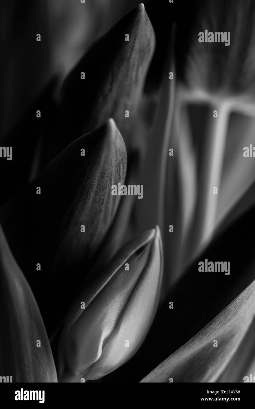 Horticulture horizontal Black and White Stock Photos & Images - Alamy