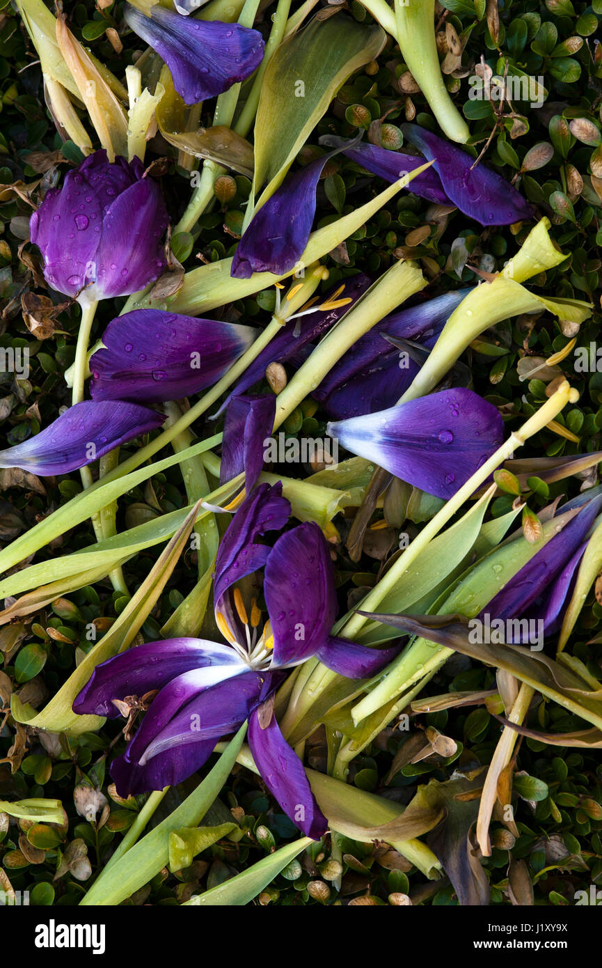 Decaying tulips hi-res stock photography and images - Alamy