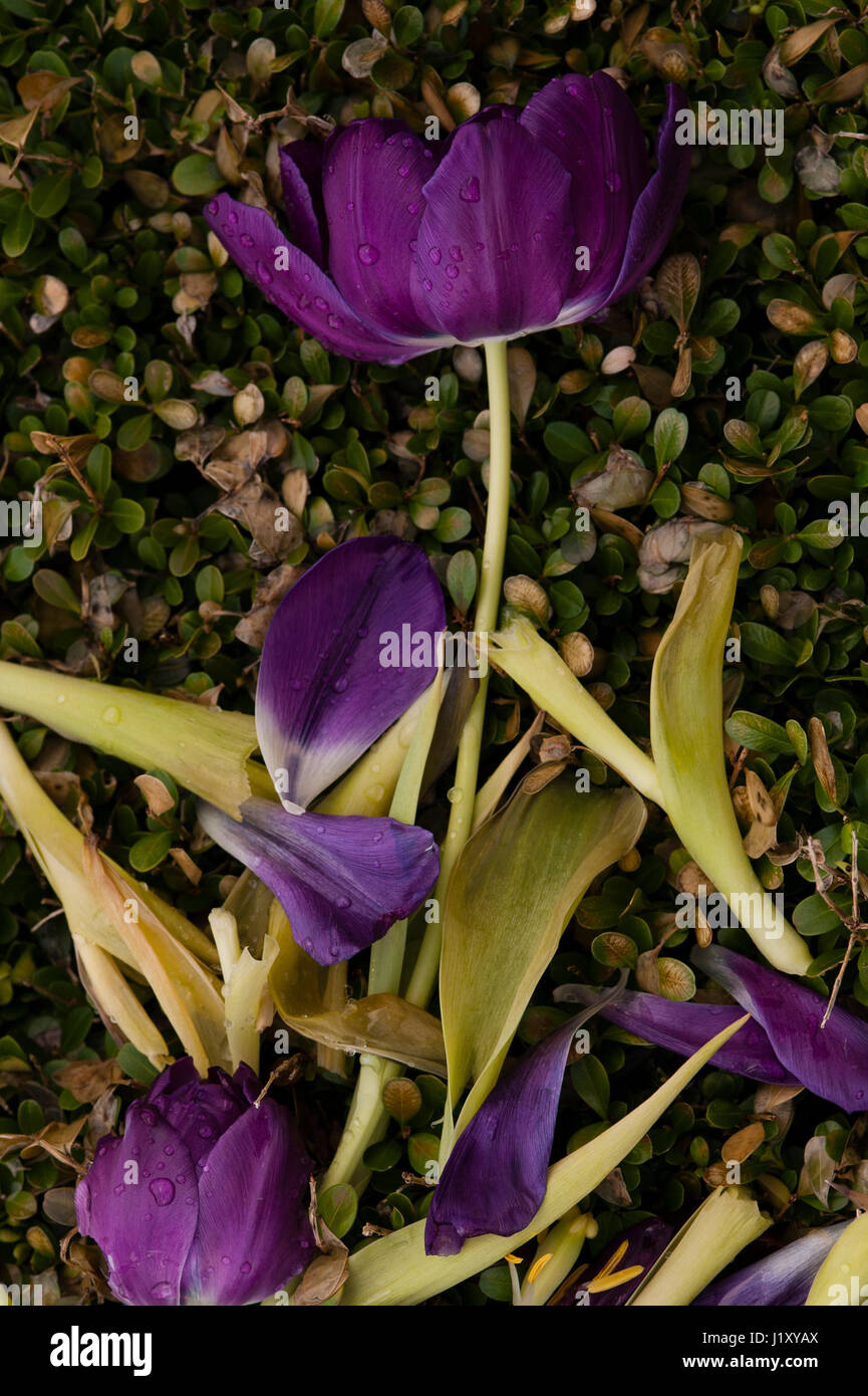 Decaying tulips hi-res stock photography and images - Alamy