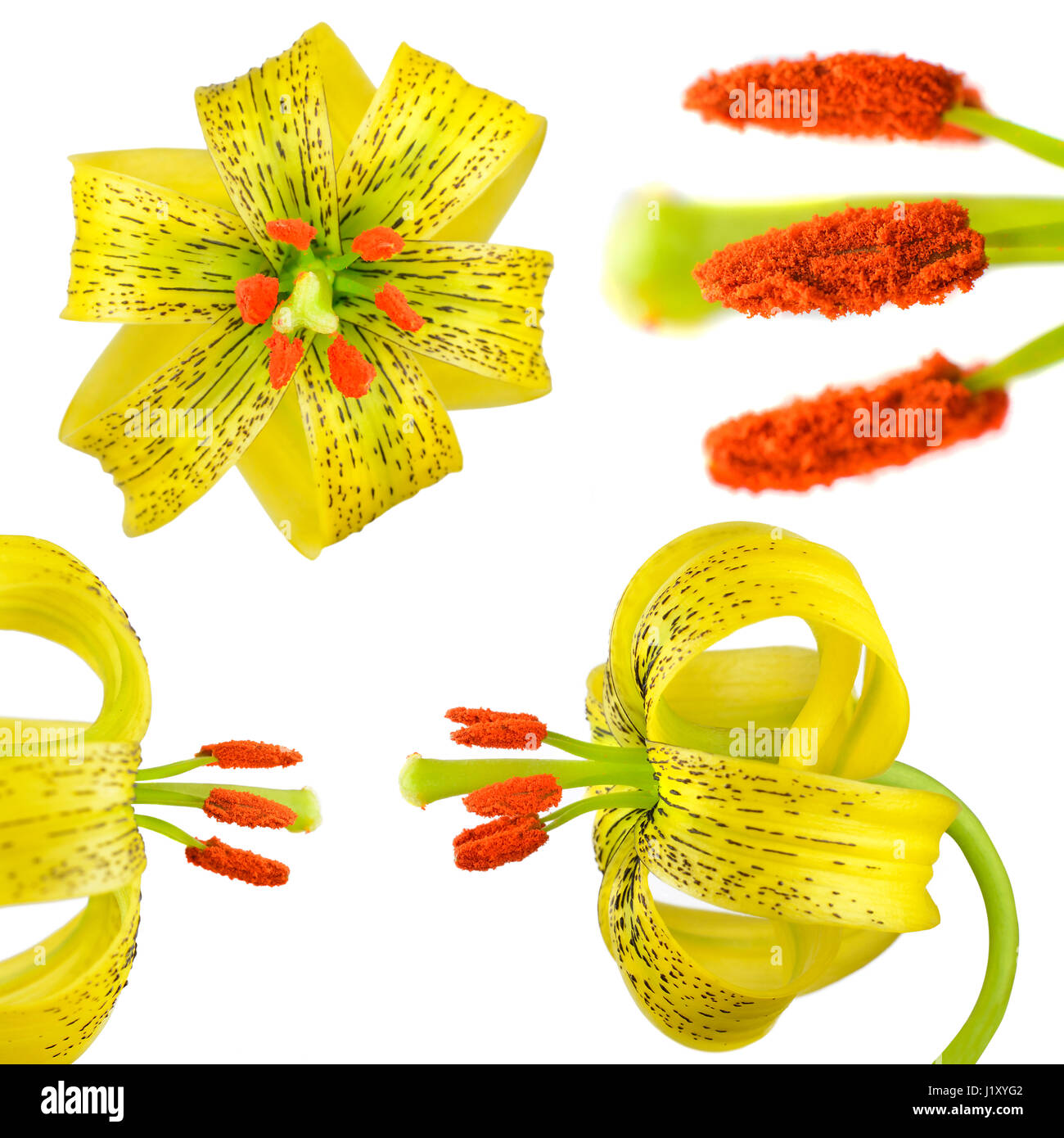 Yellow Asiatic lily Flower taken from four different angles Isolated on ...