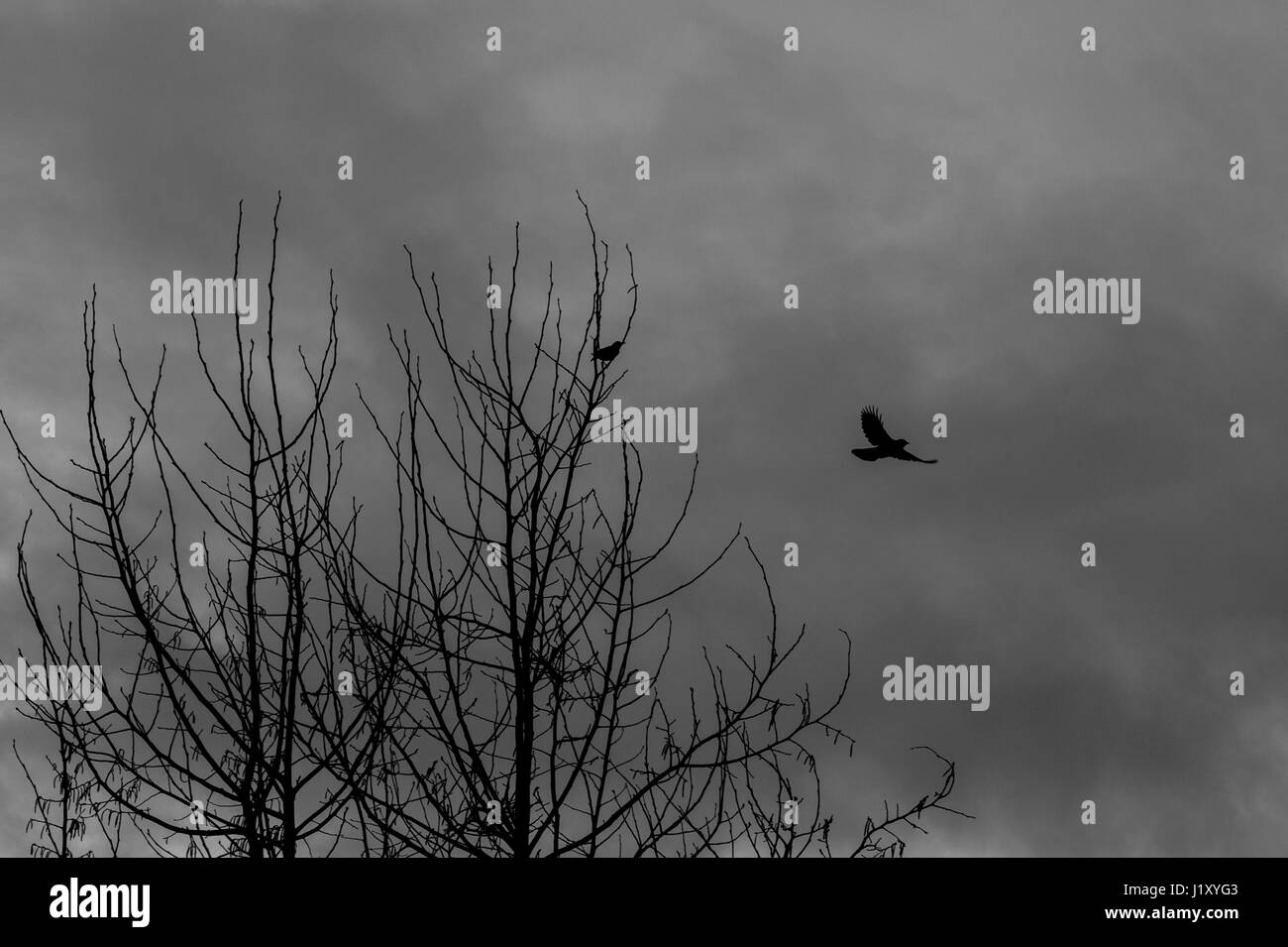 Silhouetted birds in a bare tree during winder storm with one flying ...