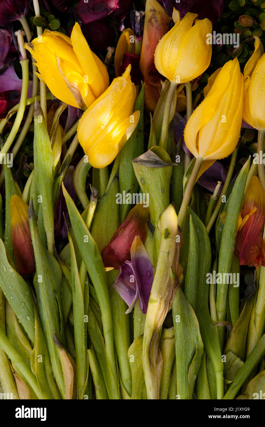 Wilting yellow tulip hi-res stock photography and images - Alamy