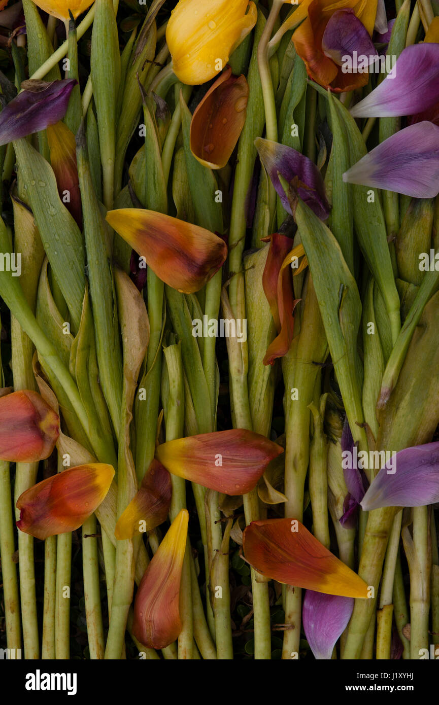 Close-up view of arranged tulips wilting and decaying Stock Photo - Alamy
