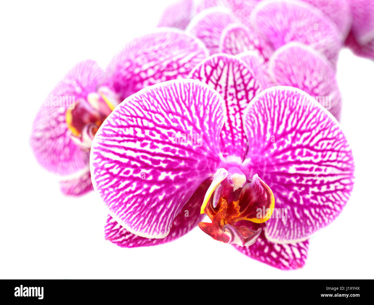 Macro Close-up of Orchid's Blossoming Flowers Isolated on White ...