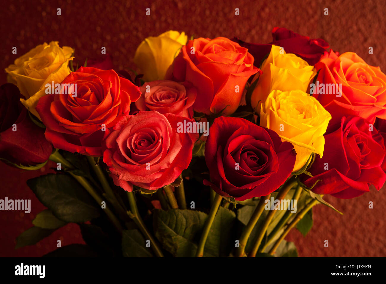 Warm light on multicolored roses Stock Photo - Alamy