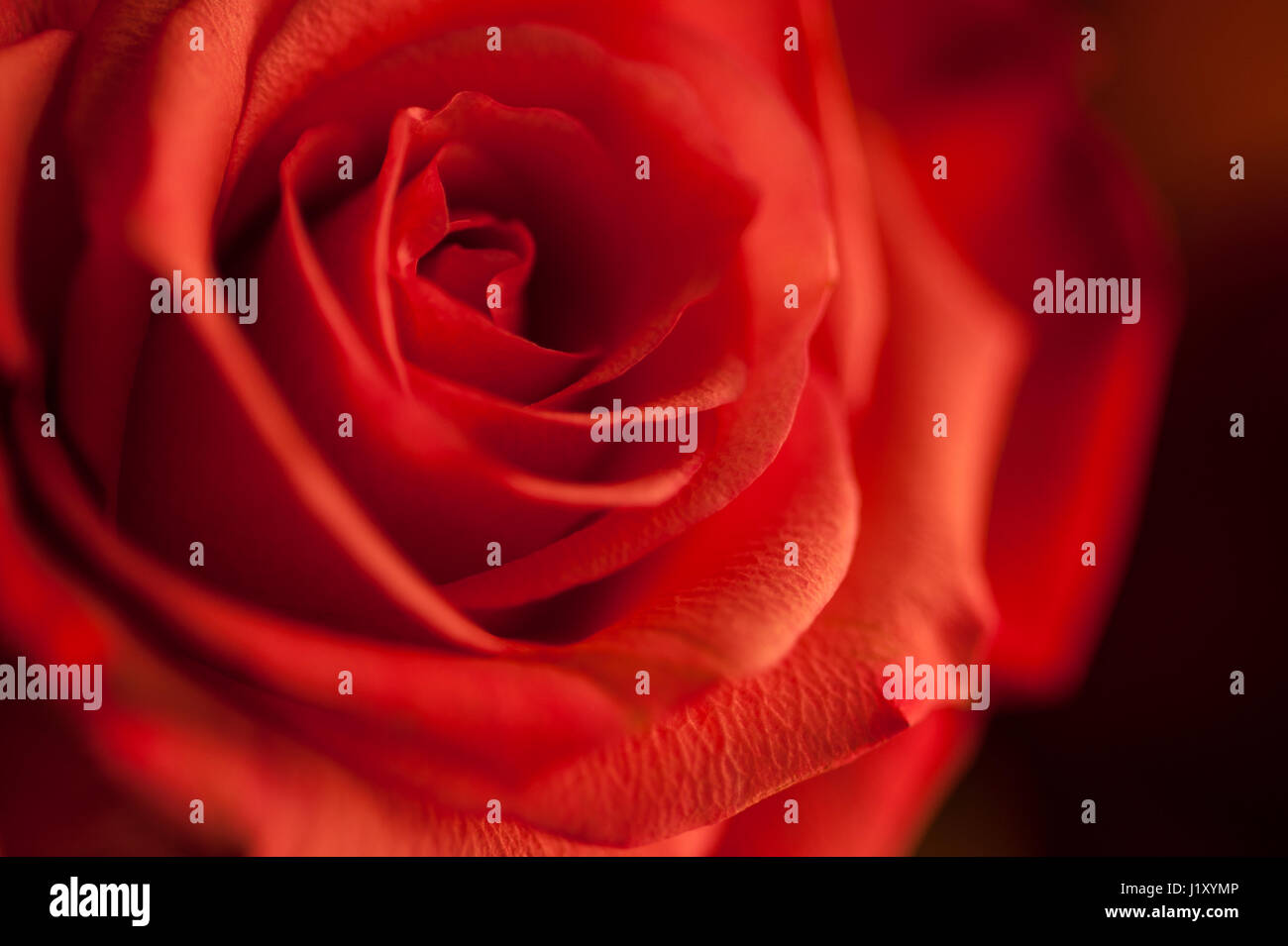 Warm light on pink roses close-up Stock Photo - Alamy