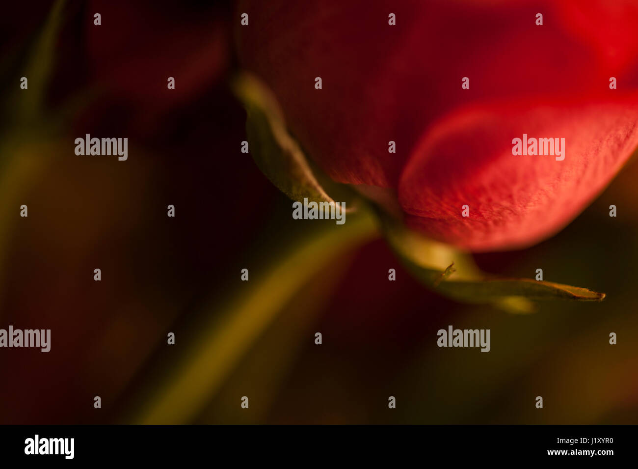Warm light on pink roses close-up Stock Photo - Alamy