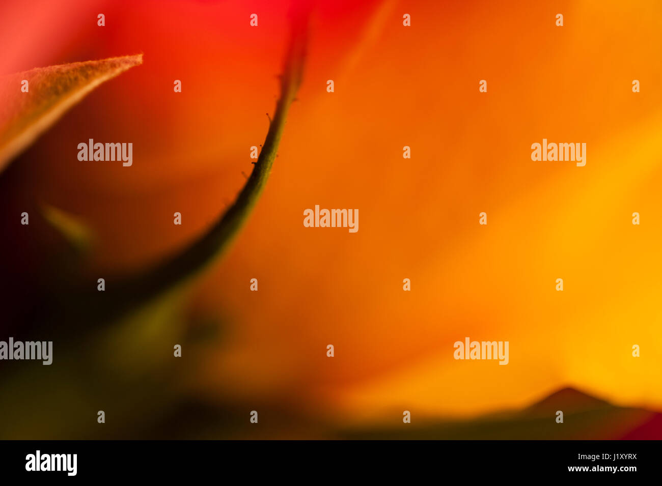 Warm light on pink and yellow roses close-up Stock Photo - Alamy