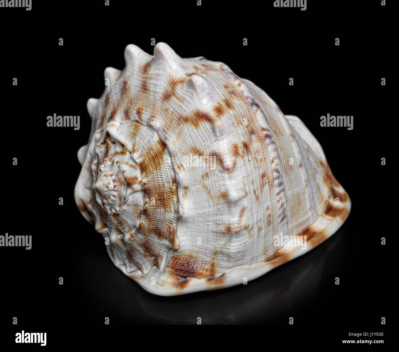 Seashell on black Stock Photo - Alamy