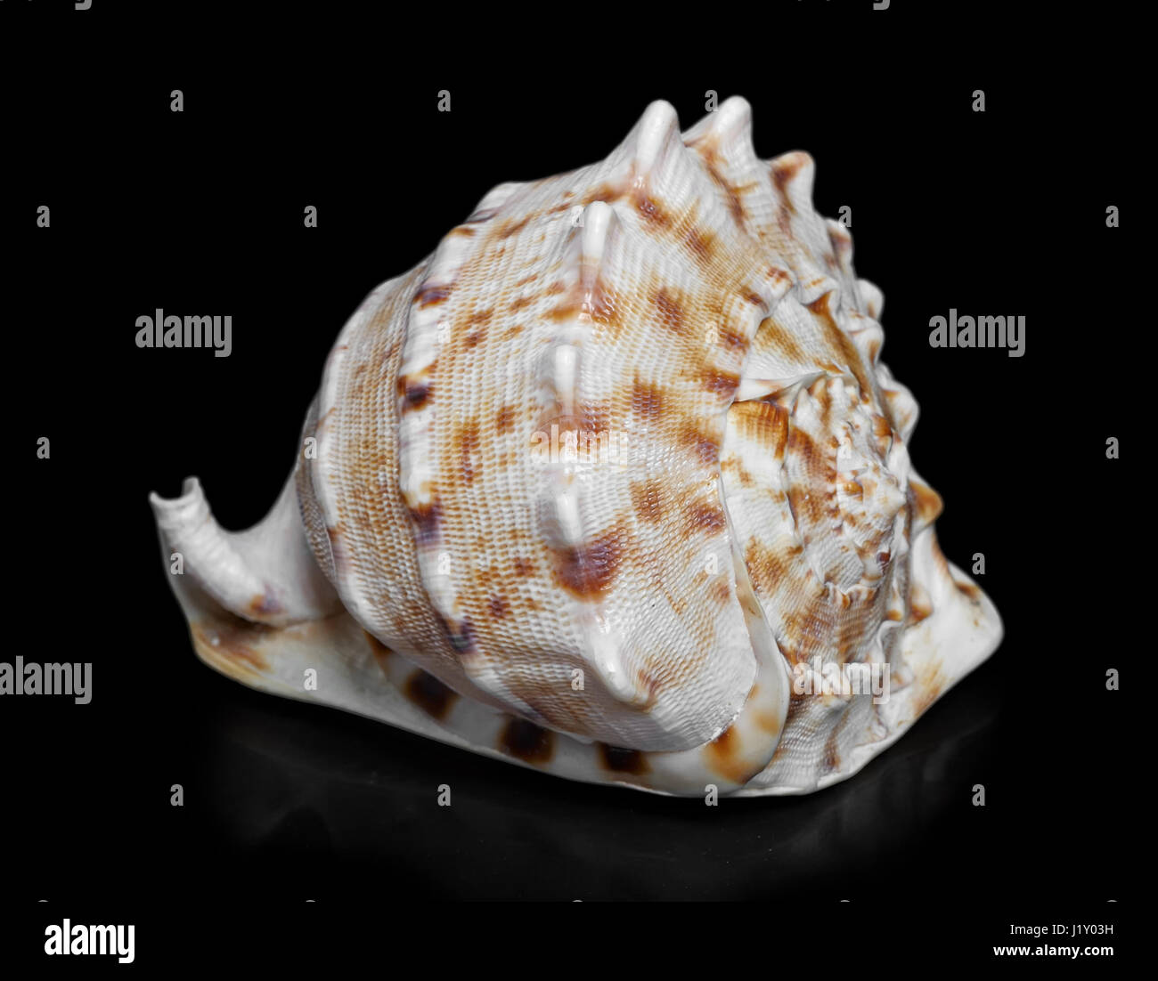Seashell on black background Stock Photo - Alamy