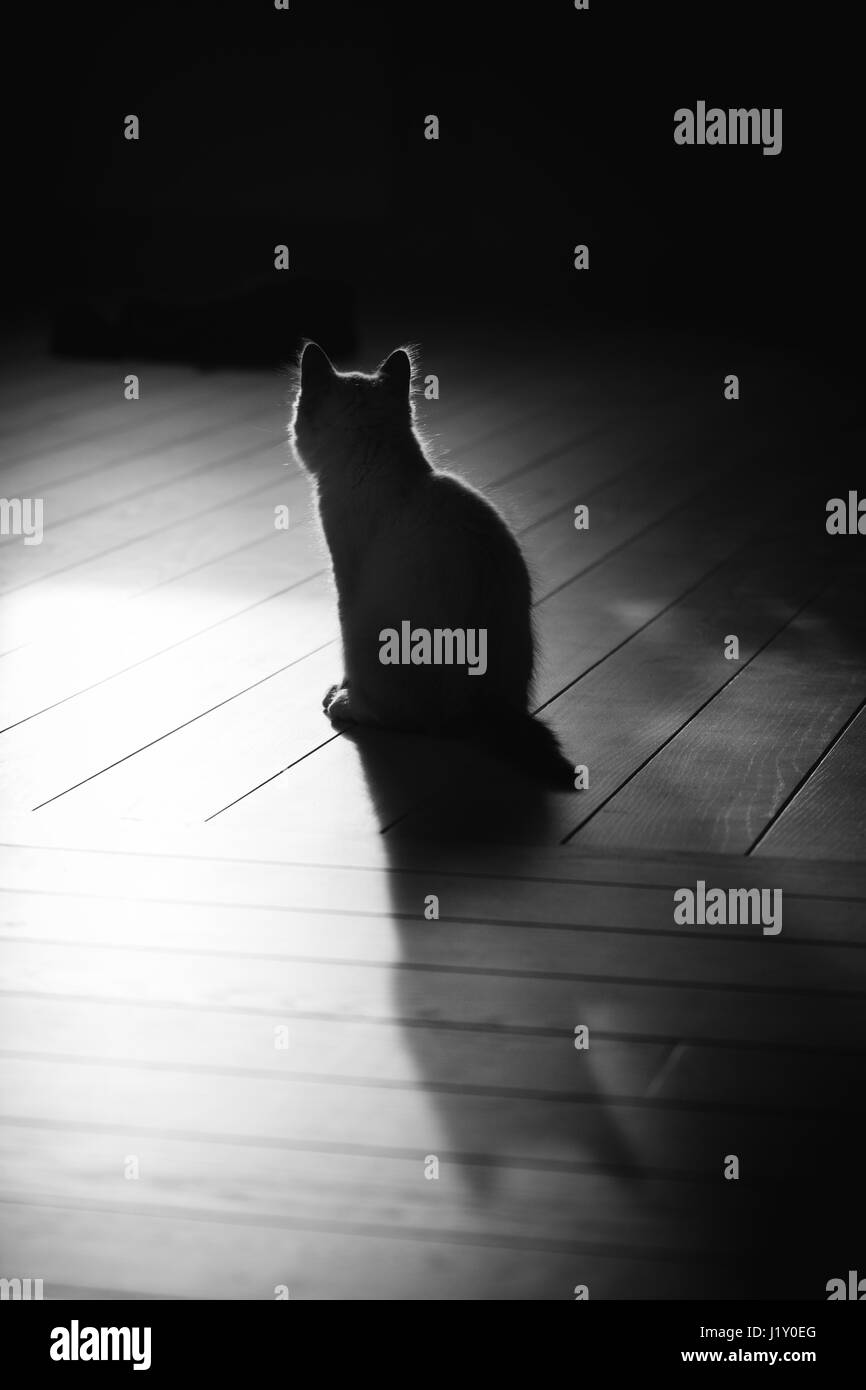 Light shining through window that is shaping the shadow of the cat on ...