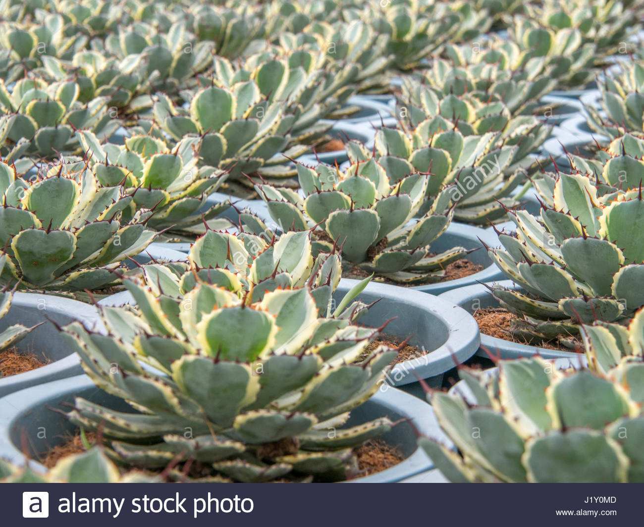 Variegated Agave Stock Photos & Variegated Agave Stock Images - Alamy